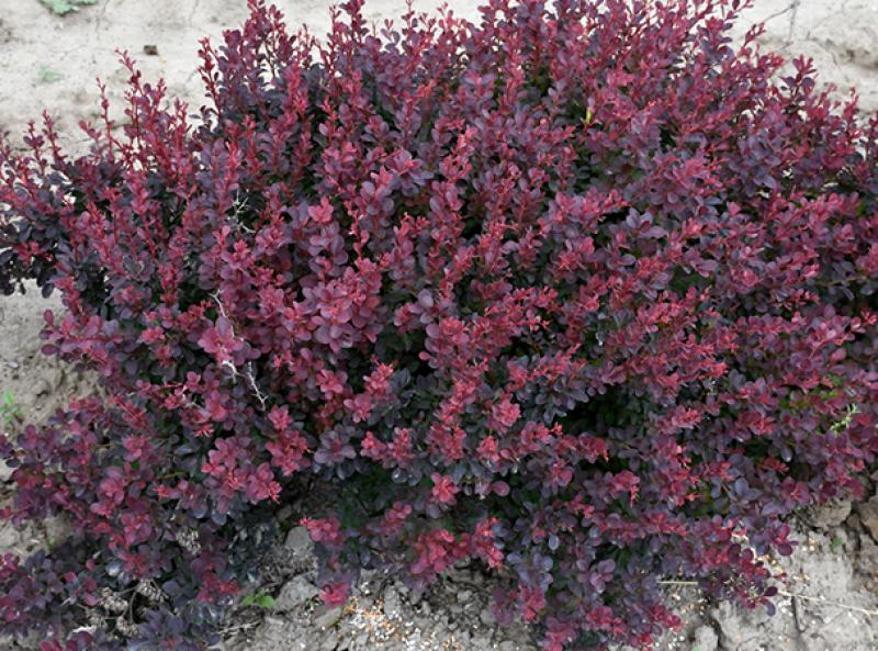 Reems Creek Nursery, Inc. - Berberis Thunbergii Atropurpurea ‘Gentry ...