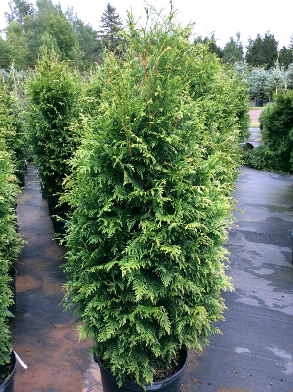 Reems Creek Nursery, Inc. - Thuja Plicata ‘Northern Spire’ 5 Gal.