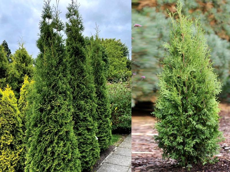 Reems Creek Nursery, Inc. - Thuja Occidentalis ‘Private Jet’ (Tm) (Be ...