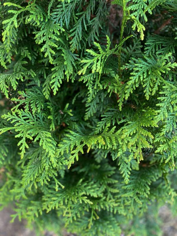 Reems Creek Nursery, Inc. - Thuja Plicata ‘Northern Spire’ 5 Gal.